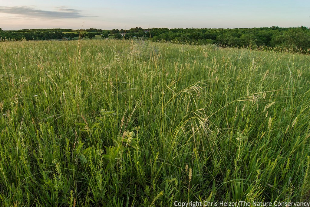 If You Were a Bee… | The Prairie Ecologist