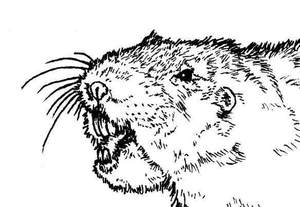 Hubbard Fellowship – When is a Gopher not a Gopher? | The Prairie Ecologist