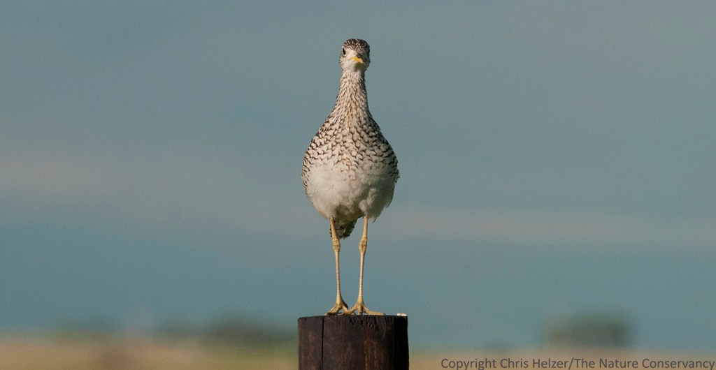 How big do prairies need to be? | The Prairie Ecologist