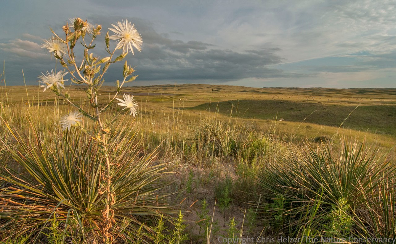 How big do prairies need to be? | The Prairie Ecologist
