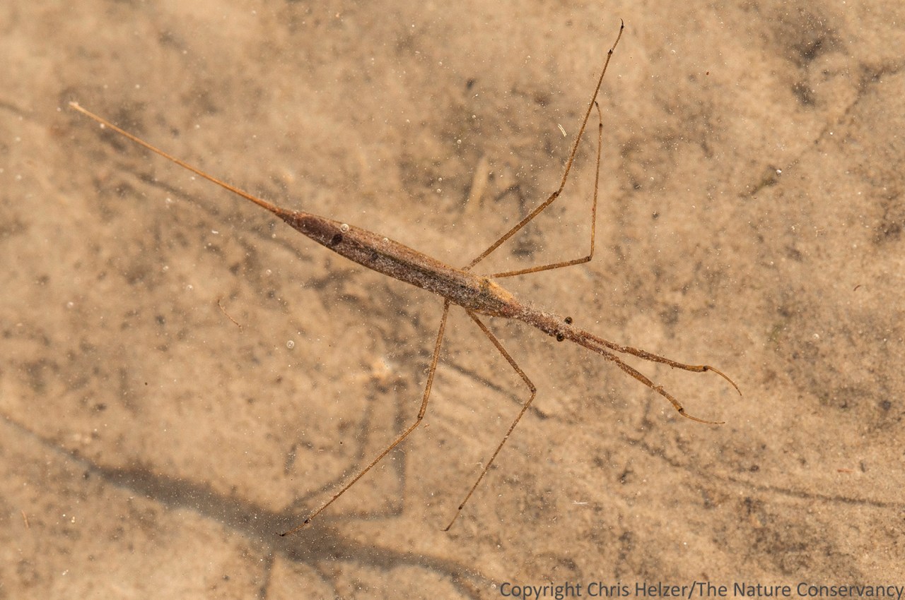 An Aquatic Stick Insect | The Prairie Ecologist