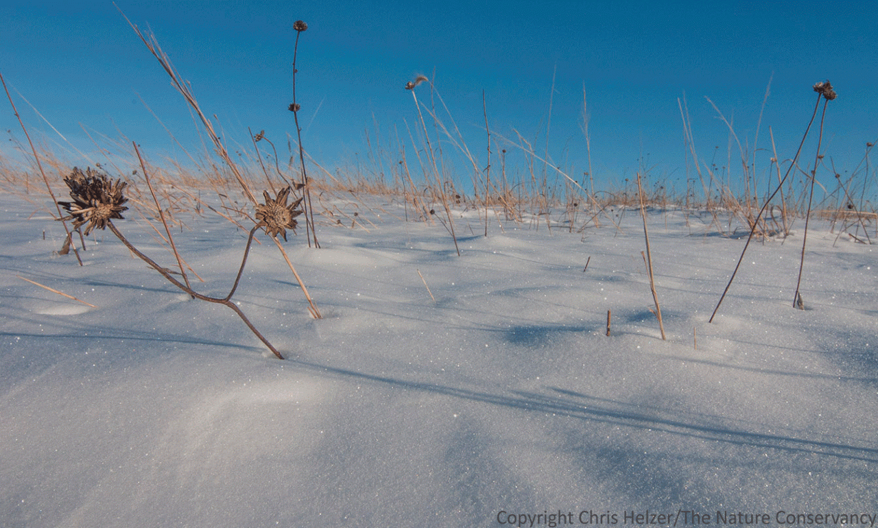 Prairie Blizzard Survival | The Prairie Ecologist