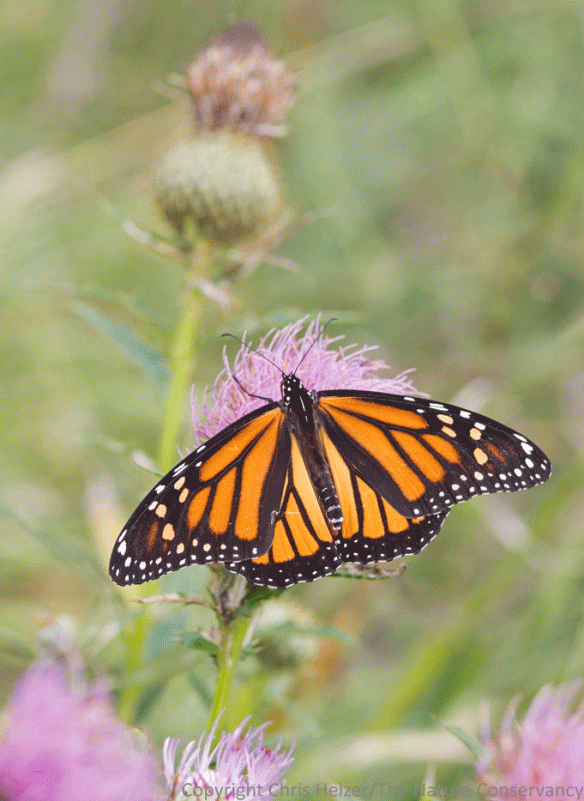 Monarch Conservation Strategies | The Prairie Ecologist