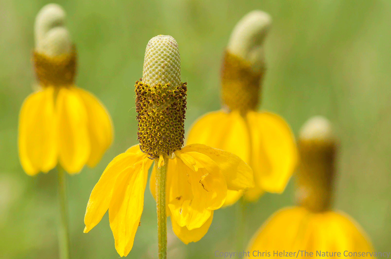Prairie Word of the Day: Shifting Mosaic of Habitat | The Prairie Ecologist