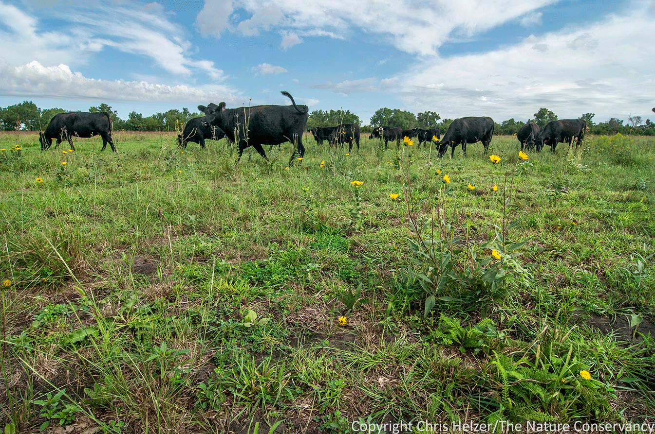 Prairie Word of the Day: Shifting Mosaic of Habitat | The Prairie Ecologist