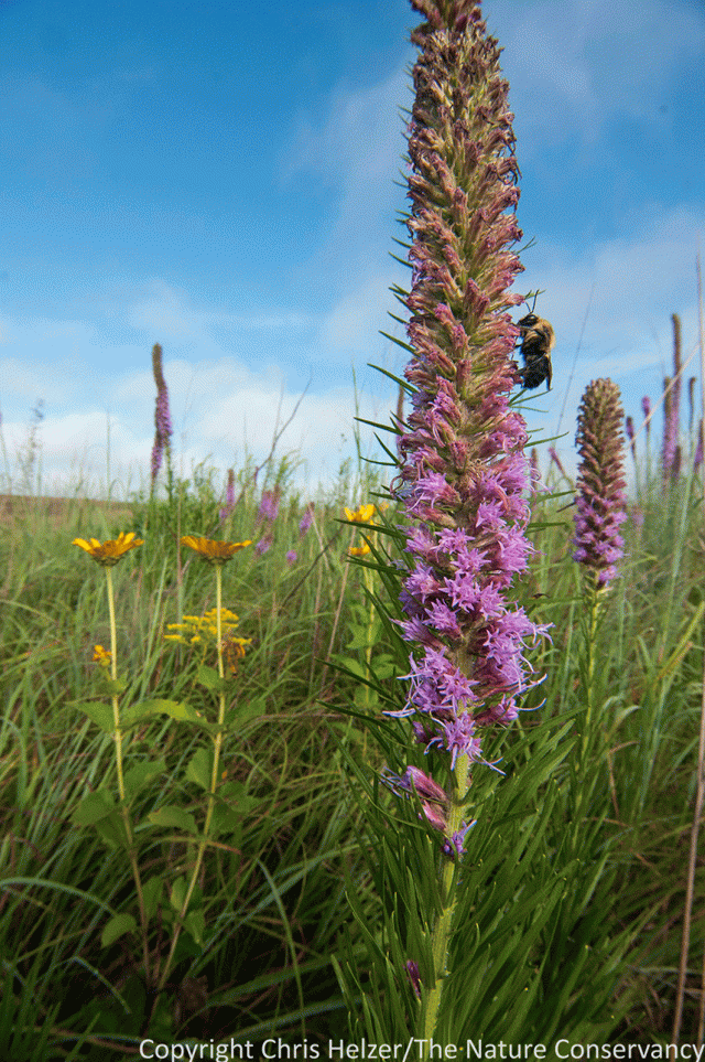Voting Results: Prairie and Bee? or Bee in Prairie? | The Prairie Ecologist