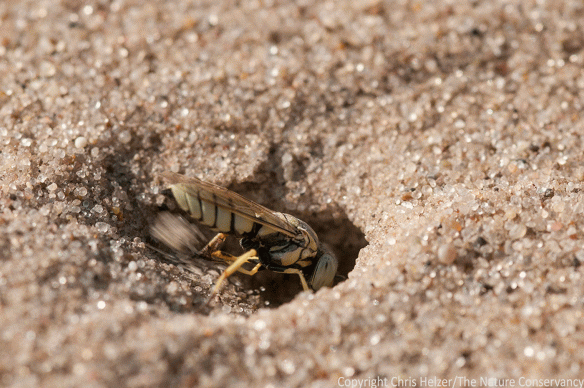 Sand Wasps | The Prairie Ecologist