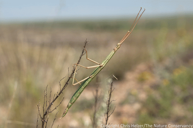 The Enigmatic Stick Insect | The Prairie Ecologist