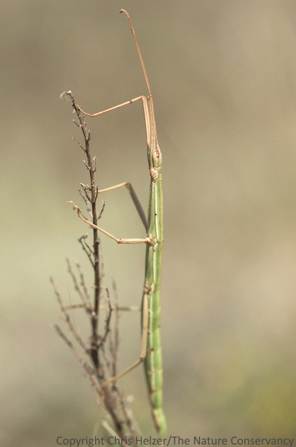 The Enigmatic Stick Insect | The Prairie Ecologist