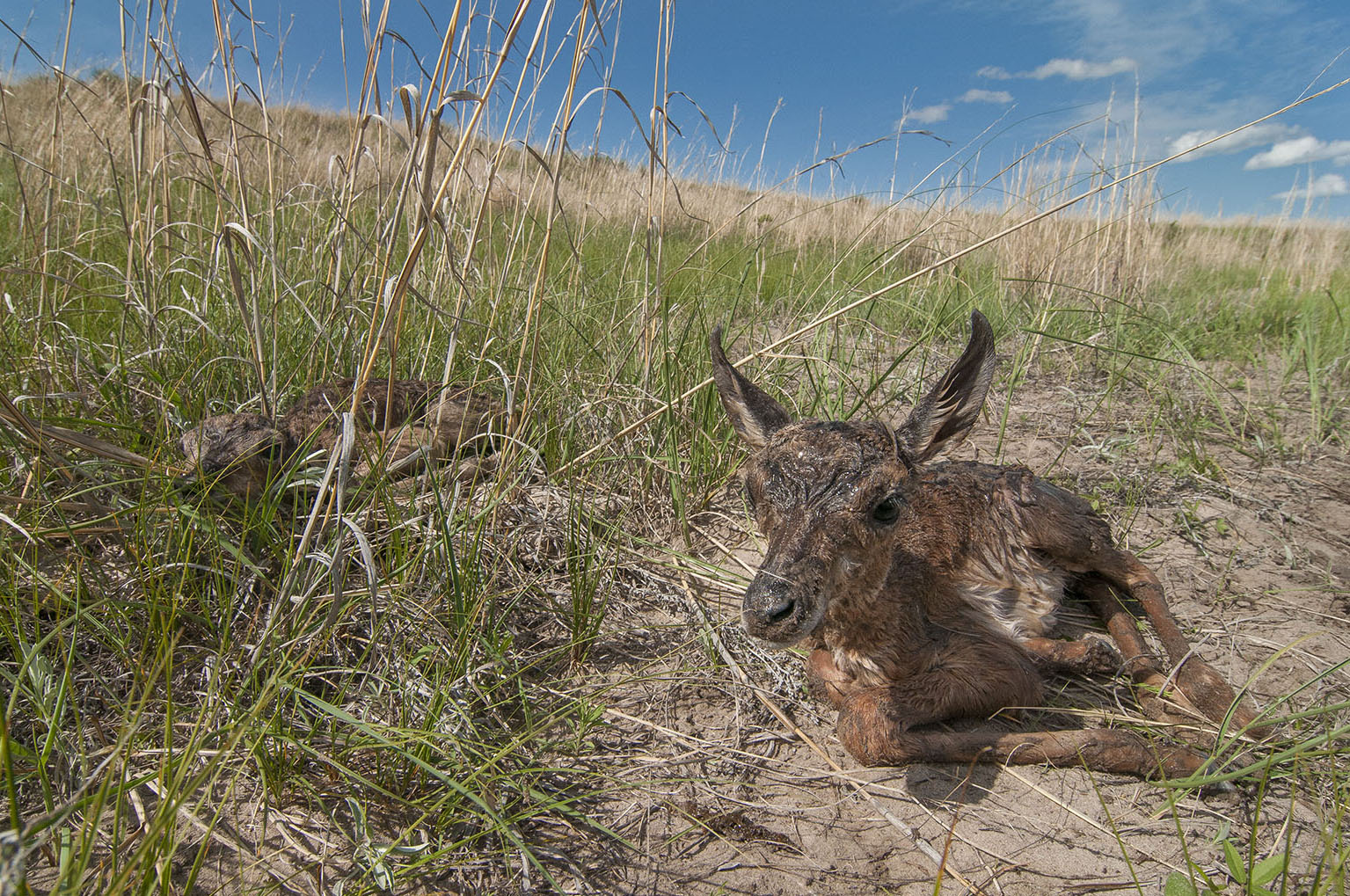 Best of 2016 – Stories and Photos From This Year | The Prairie Ecologist