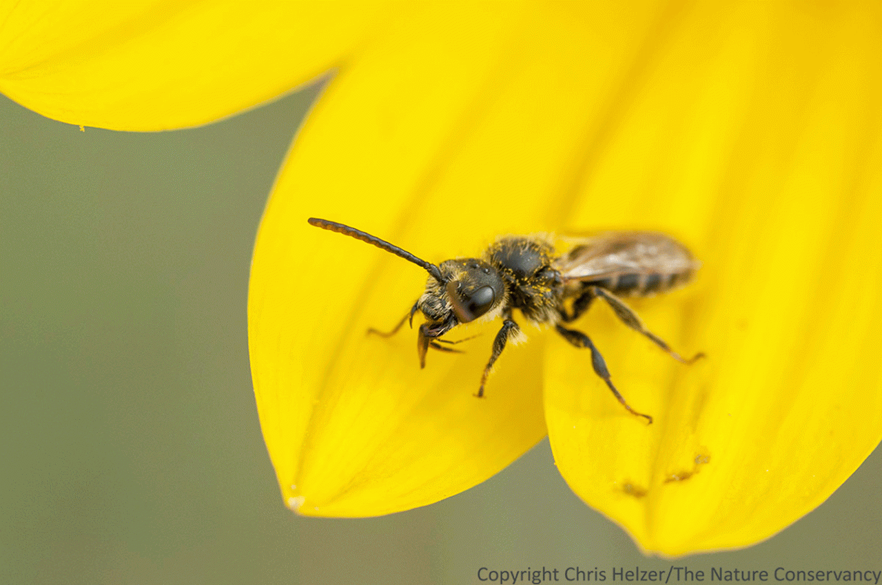 The Life of a Single Mom (Bee) | The Prairie Ecologist
