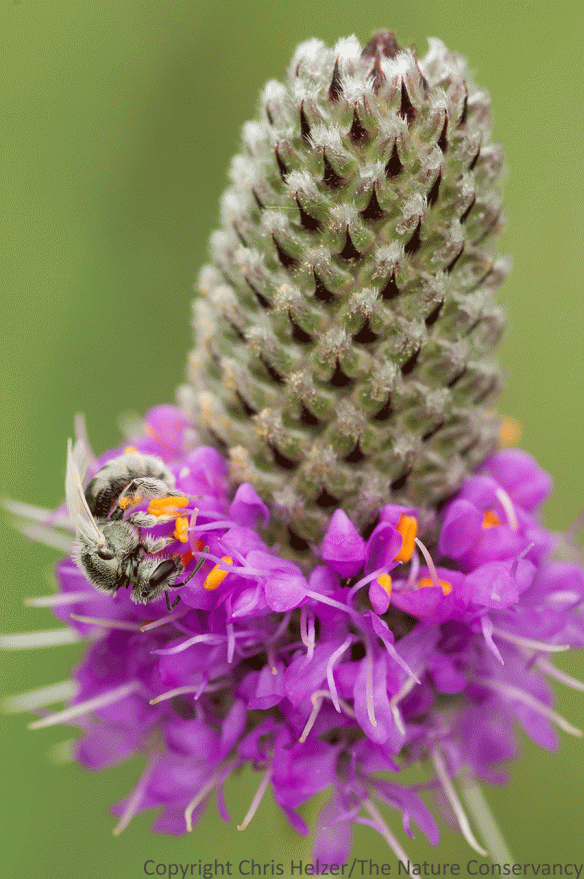 Photo of the Week – March 31, 2017 | The Prairie Ecologist