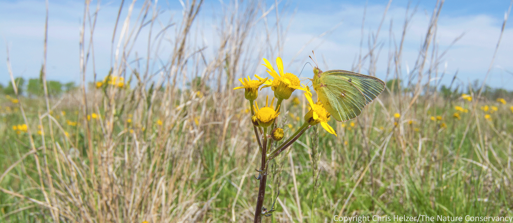 ENPO170508_D001 | The Prairie Ecologist