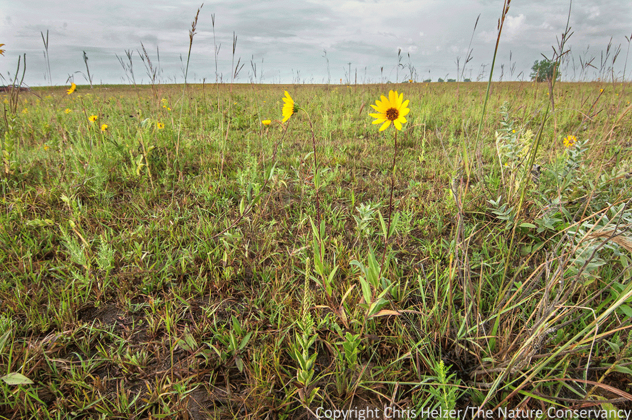 Down A Deer Vetch Rabbit Hole | The Prairie Ecologist