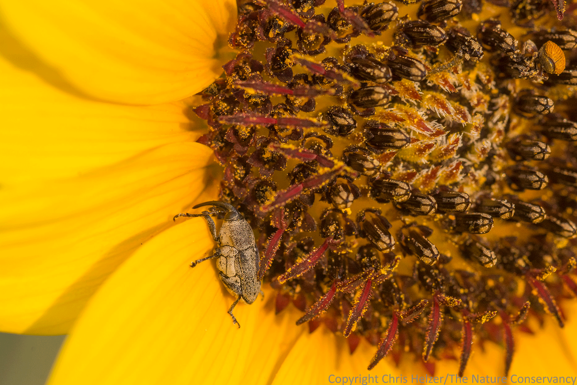 Popular Sunflowers | The Prairie Ecologist