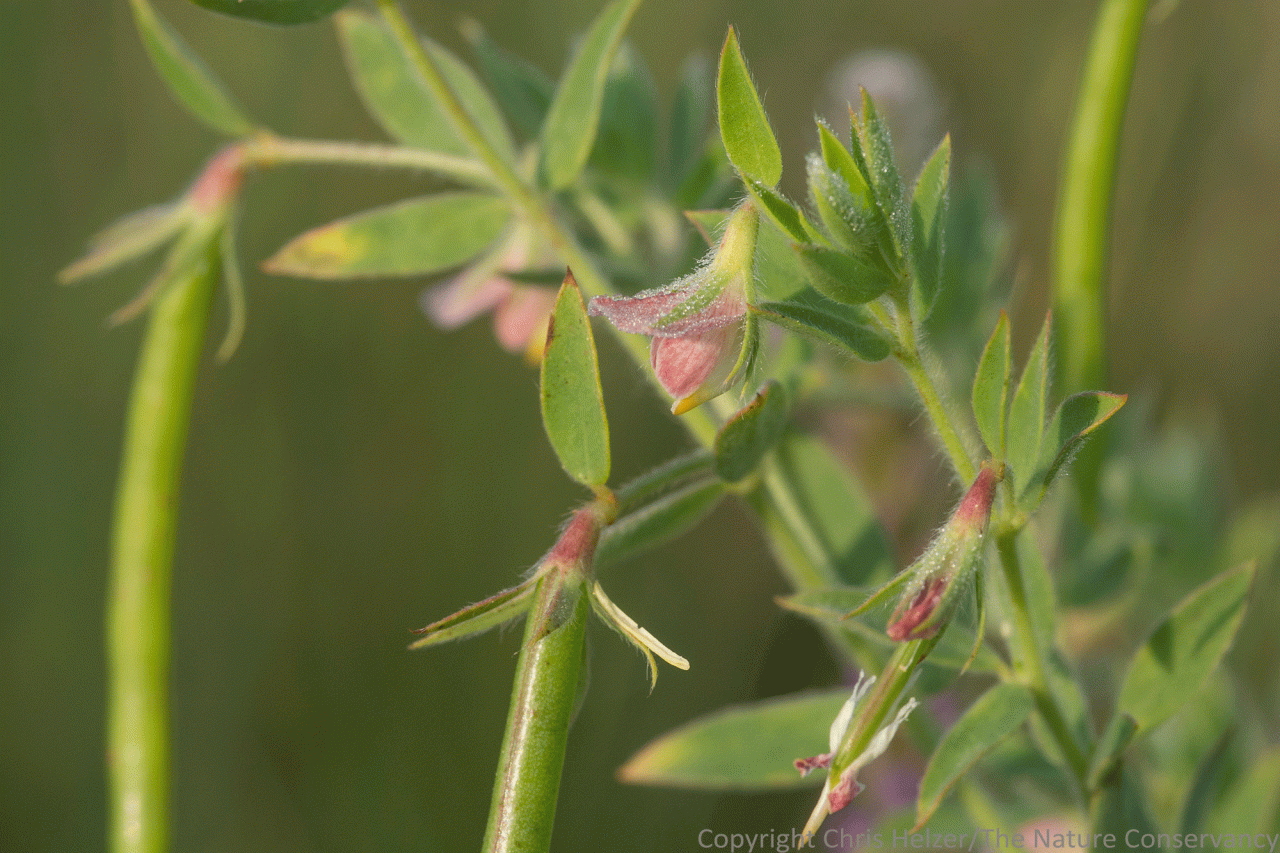 Down A Deer Vetch Rabbit Hole | The Prairie Ecologist