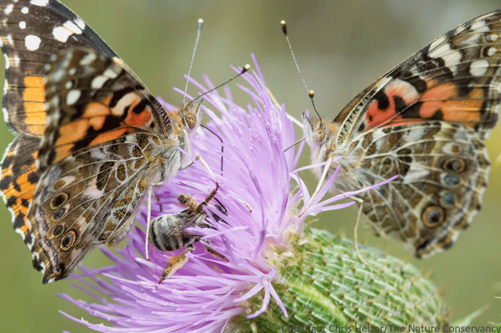 The Painted Lady Butterfly: This Year’s Poster Child for Insect ...