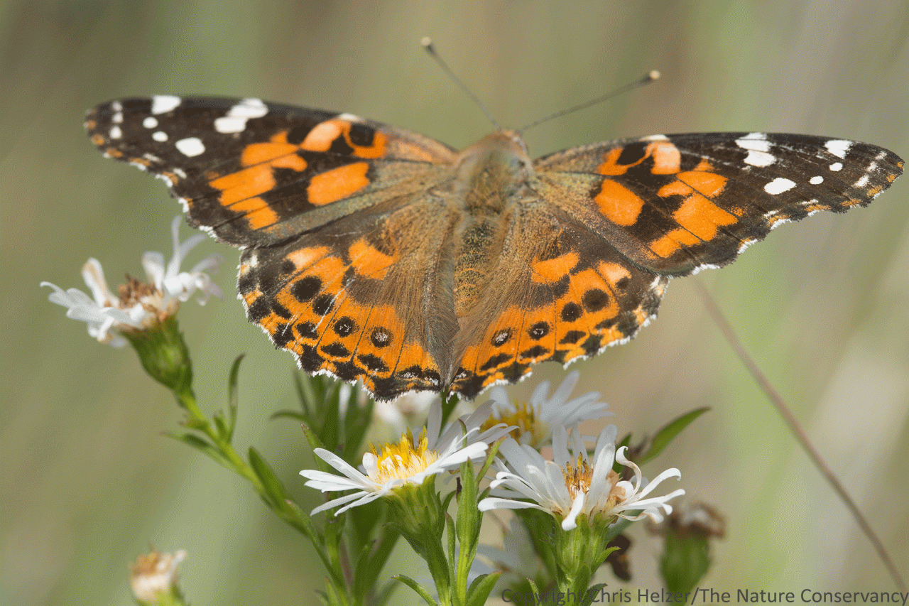 The Painted Lady Butterfly: This Year’s Poster Child for Insect ...