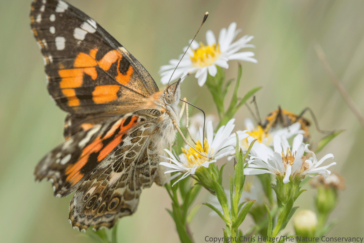 The Painted Lady Butterfly: This Year’s Poster Child for Insect ...