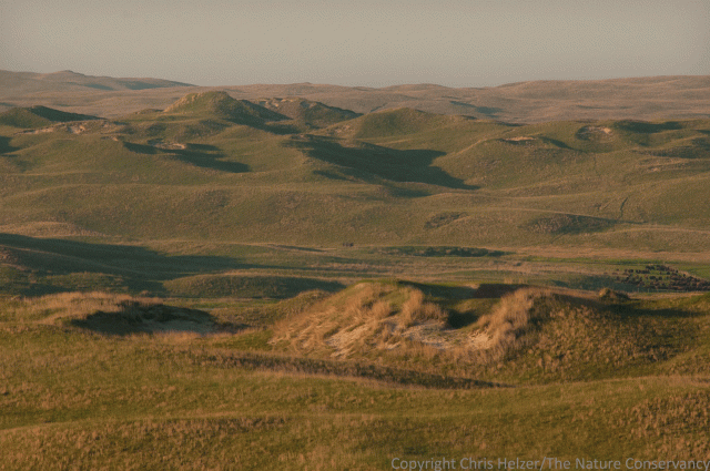 A Hopeful Metaphor for Prairie Managers | The Prairie Ecologist