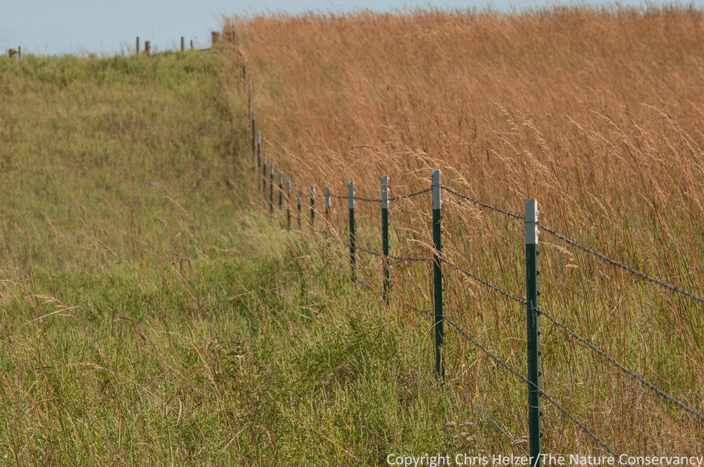 Open Gate Rotational Grazing | The Prairie Ecologist
