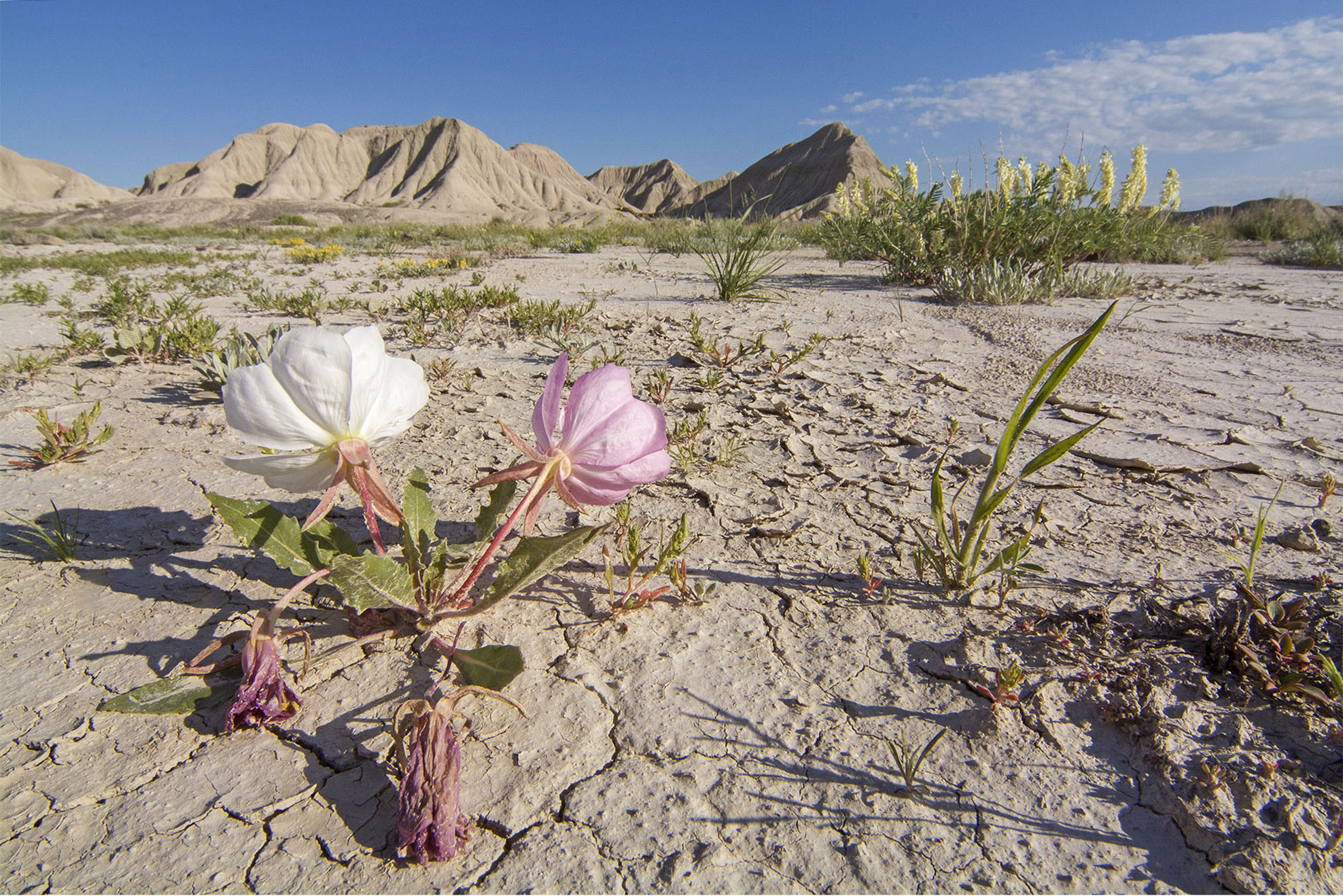 Best of 2017 – Stories and Photos from The Year | The Prairie Ecologist