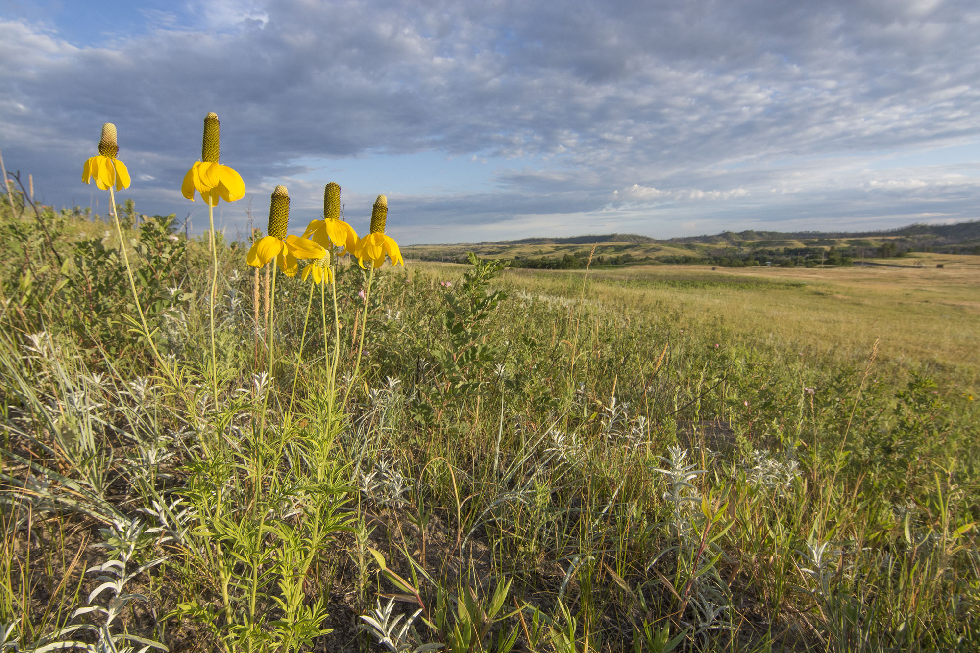 Best of 2017 – Stories and Photos from The Year | The Prairie Ecologist