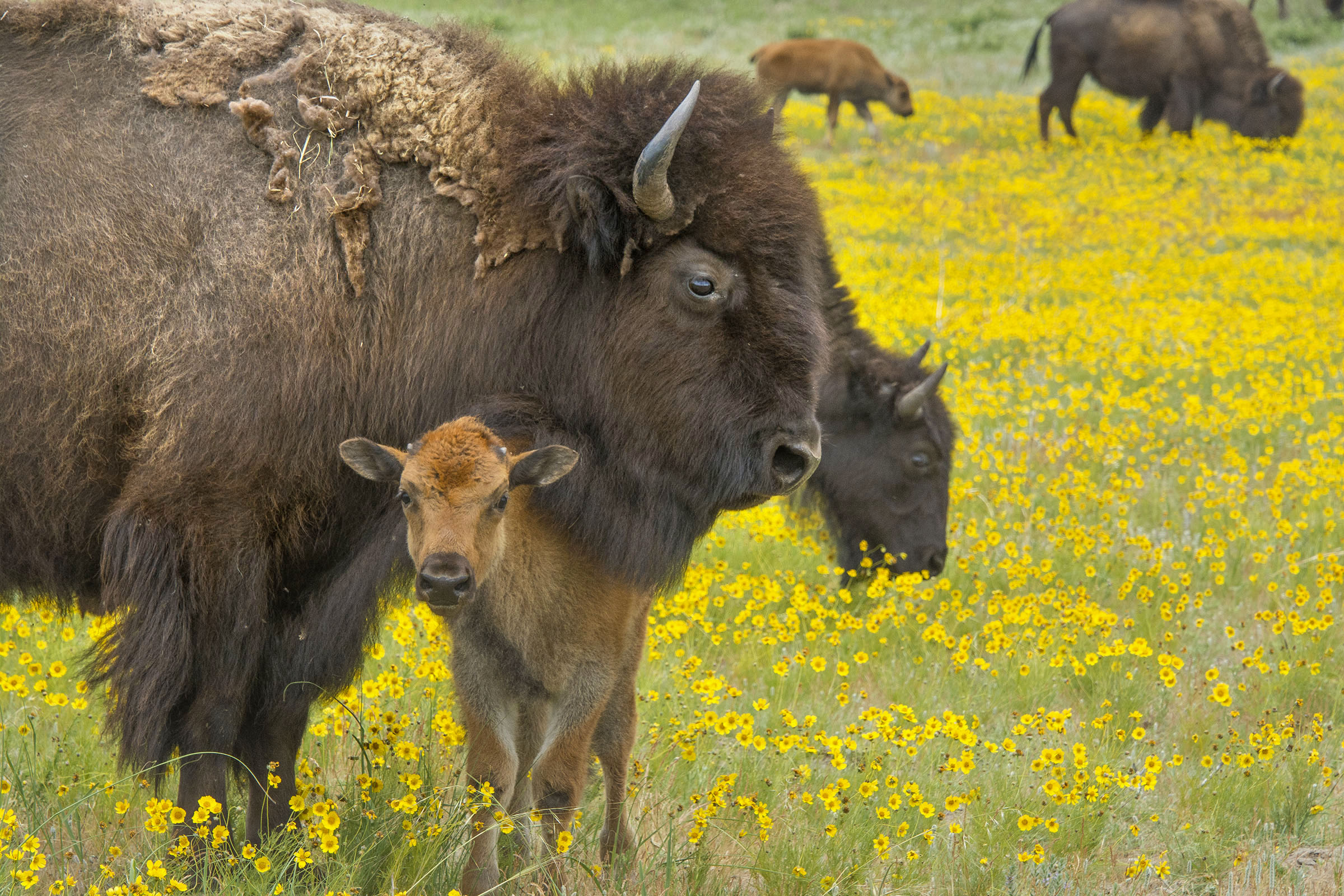Best of 2017 – Stories and Photos from The Year | The Prairie Ecologist