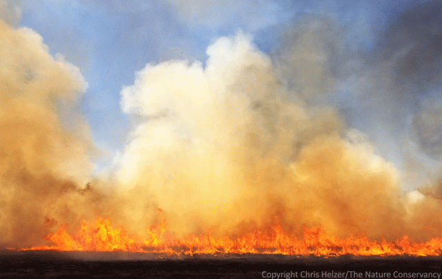Properly Portraying the Power of Prescribed Fire | The Prairie Ecologist