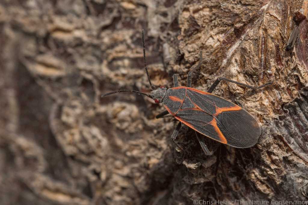 Boxelder Bugs: Accessible Ambassadors for Nature | The Prairie Ecologist