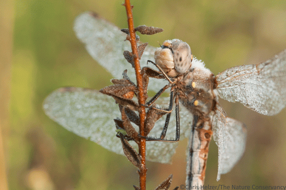 invertebrates | The Prairie Ecologist