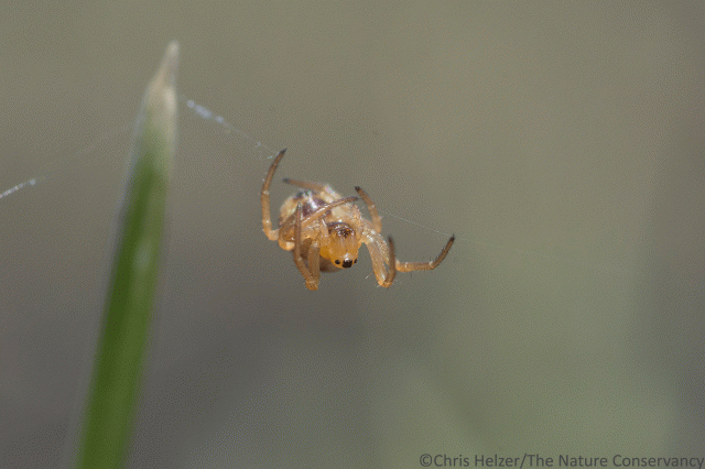 Photo of the Week – April 20, 2018 | The Prairie Ecologist