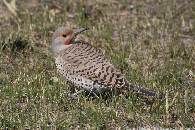 Hubbard Fellowship Post – Mixed-Up Flickers | The Prairie Ecologist