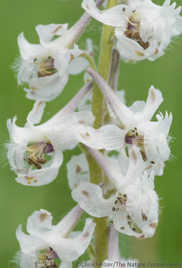 Photo of the Week – June 14, 2018 | The Prairie Ecologist