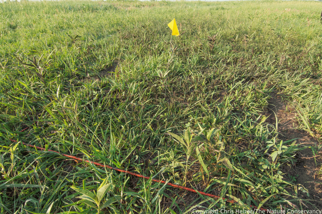 A Closer Look at Prairie Roots | The Prairie Ecologist