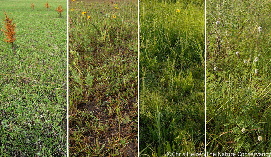 Untitled-1 | The Prairie Ecologist