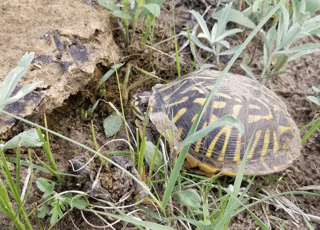 Hubbard Fellowship Blog – Olivia Contemplates Poop | The Prairie Ecologist