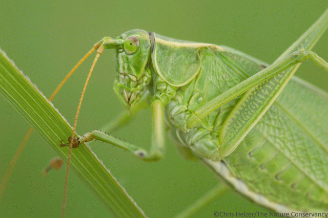 A Day of Bush Katydids | The Prairie Ecologist