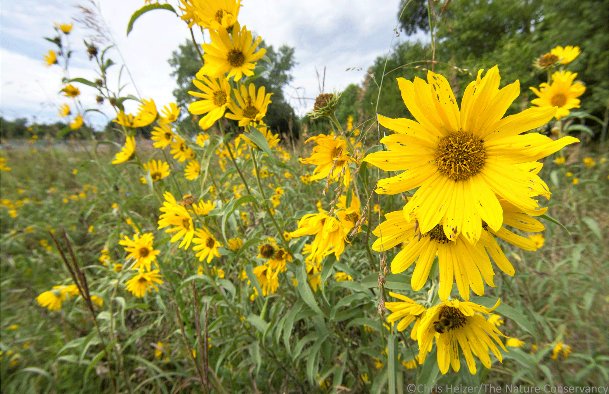 Square Meter Photography Project | The Prairie Ecologist