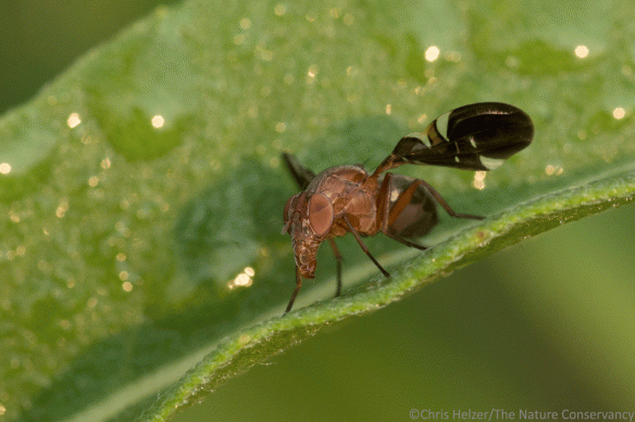 A Bubble-Blowing, Rotten Plant-Eating, Gas Mask-Faced Picture-Winged ...