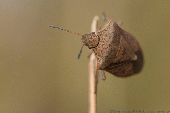 Square Meter Photo Project – October | The Prairie Ecologist