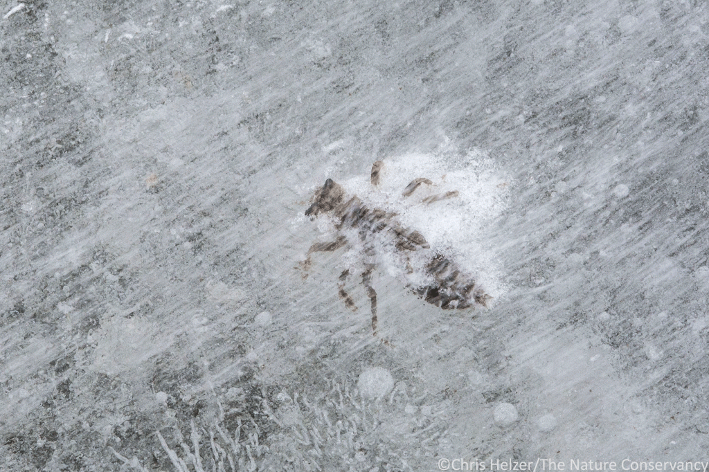 Best of 2018 – Part 1 | The Prairie Ecologist