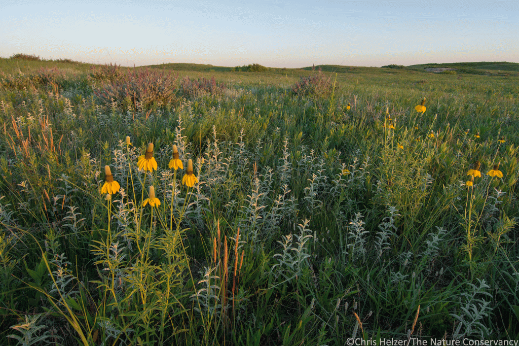 Best of 2018 – Part 1 | The Prairie Ecologist