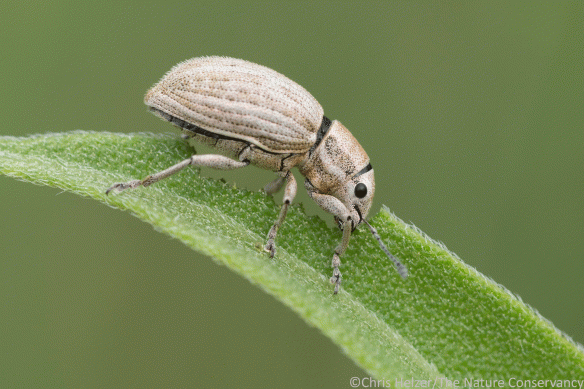 Best of 2018 – Part 1 | The Prairie Ecologist