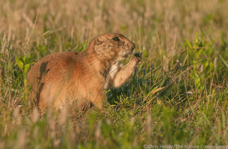 Can The Public Care Too Much? | The Prairie Ecologist