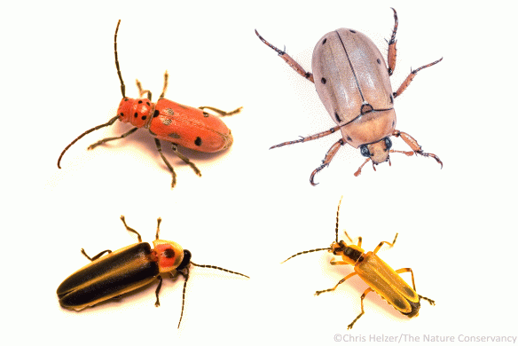 proboscis | The Prairie Ecologist