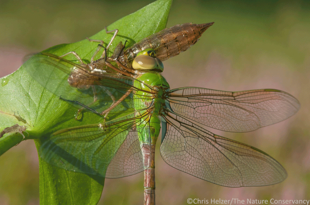 Filling in gaps in the dragonfly migration story | The Prairie Ecologist