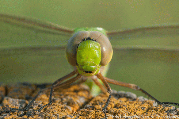 Filling in gaps in the dragonfly migration story | The Prairie Ecologist