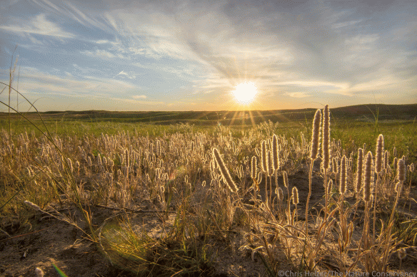 The topic of the day | The Prairie Ecologist