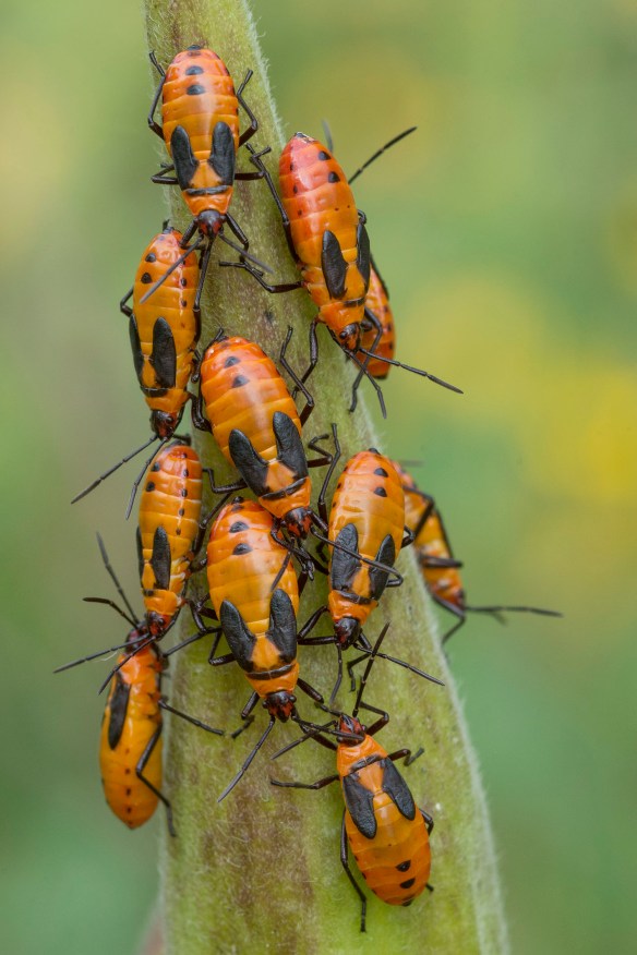 Prairie Insects | The Prairie Ecologist